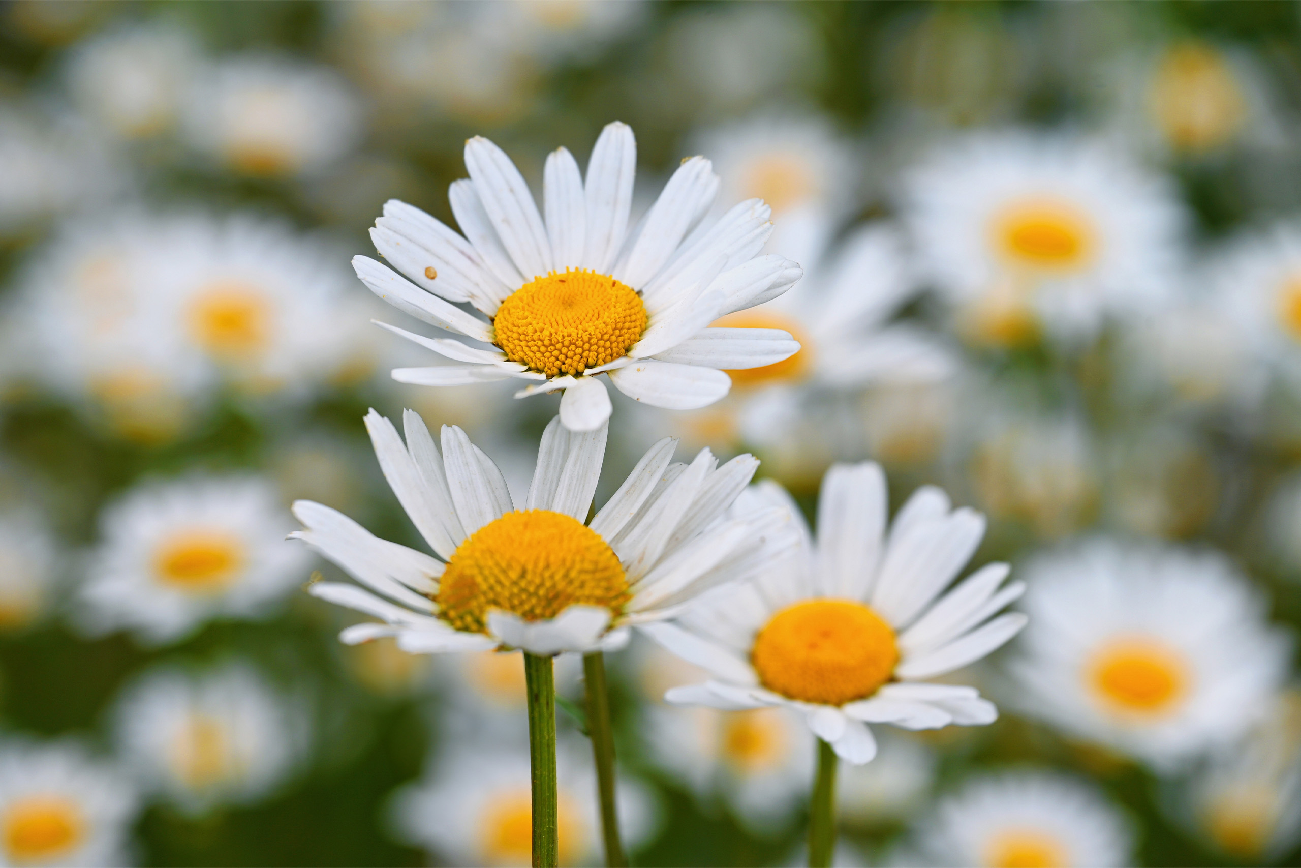 ABL AGRI - Premium Aromatic and Medicinal Plants